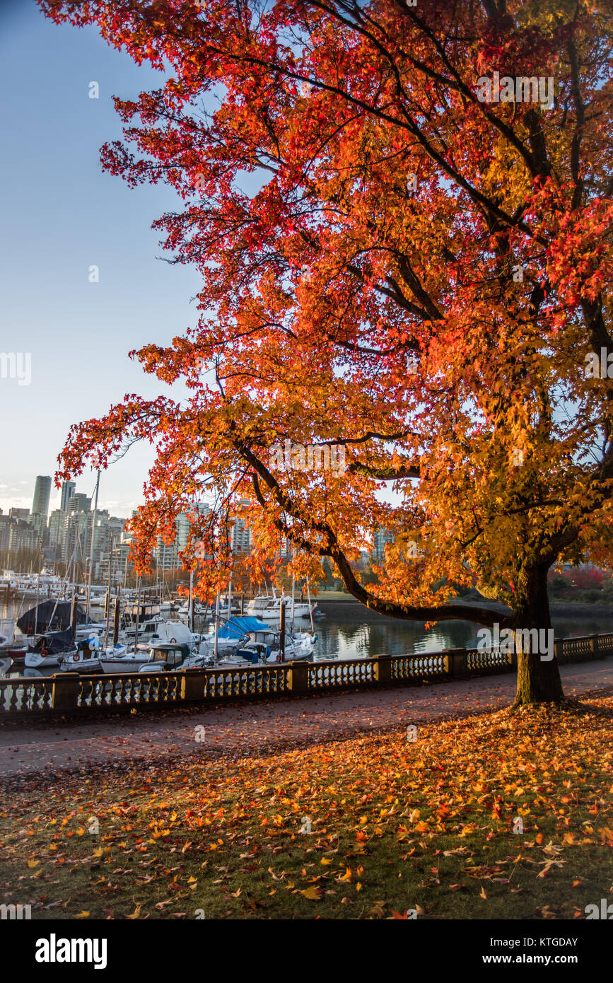 Fall in Vancouver Stanley Park Stock Photo - Alamy