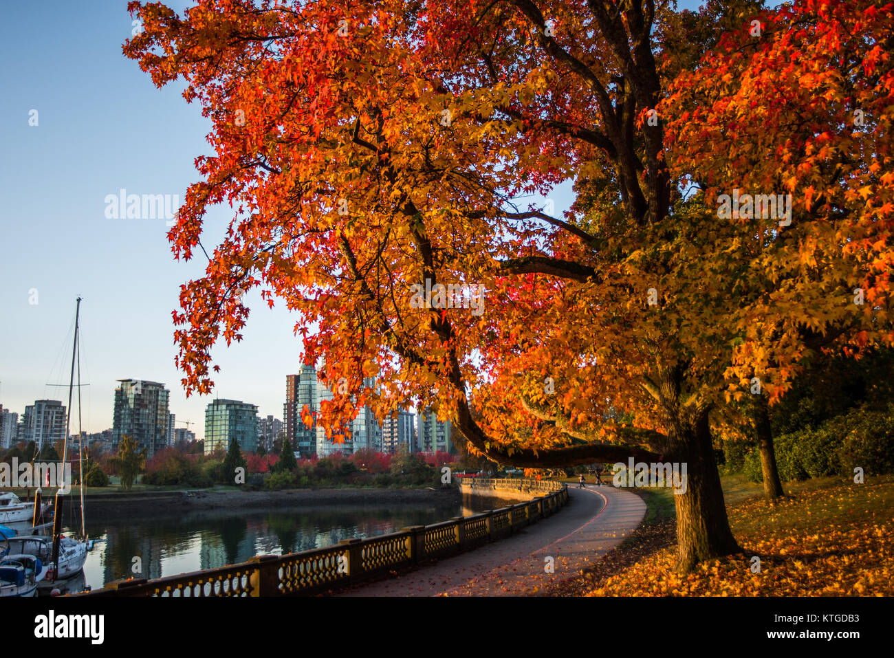 Fall in Vancouver Stanley Park Stock Photo - Alamy