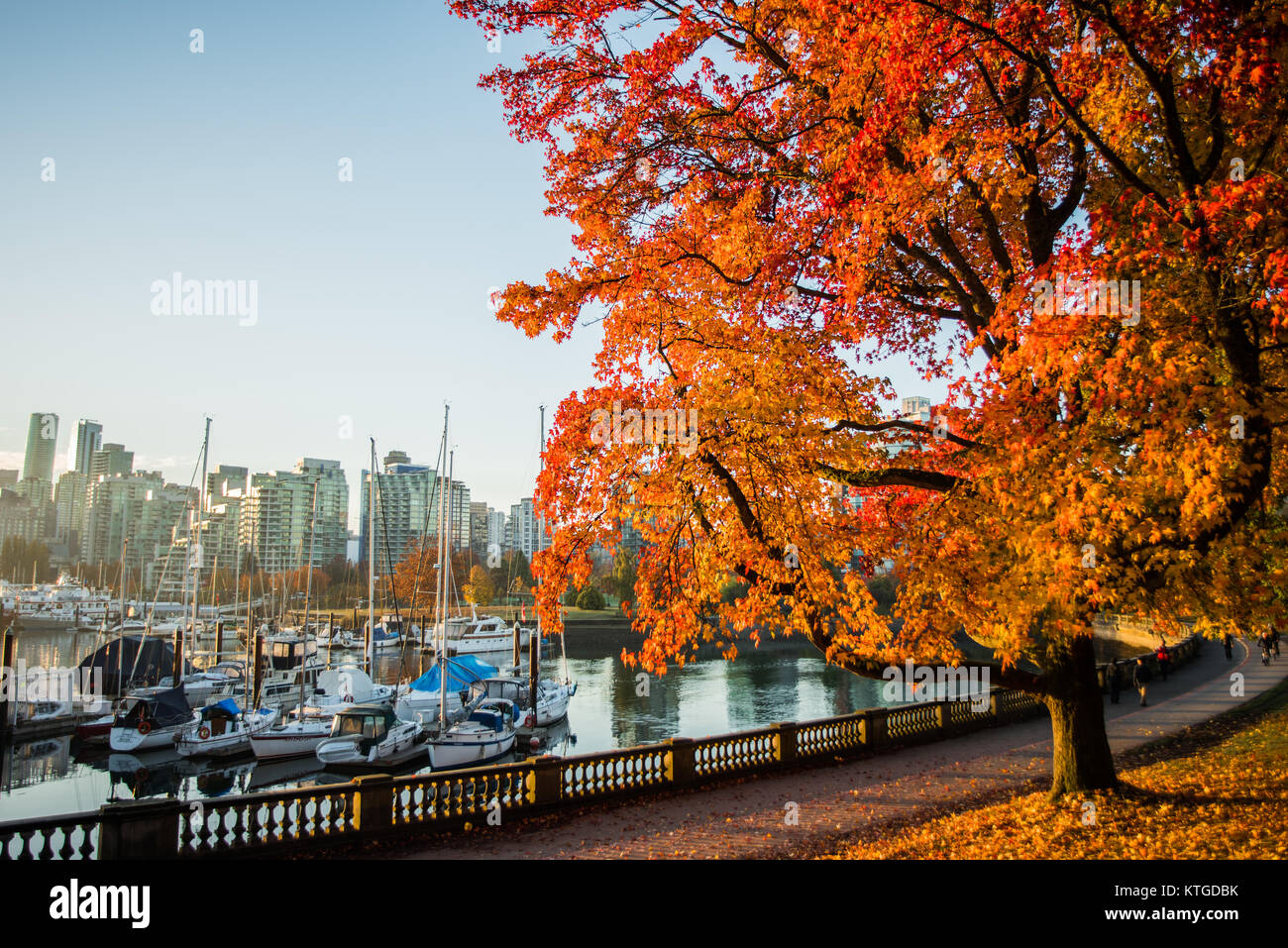 Fall in Vancouver Stanley Park Stock Photo - Alamy