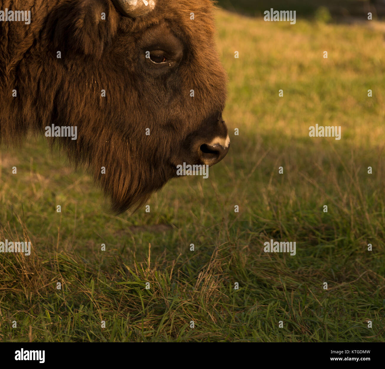 European Bison (Bison bonasus) portrait Stock Photo - Alamy