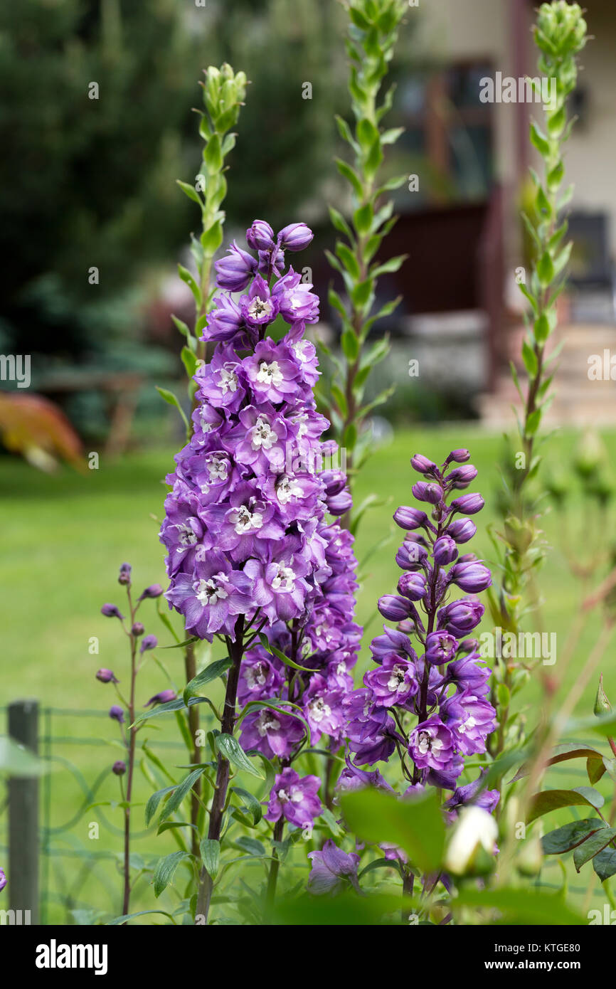 Purple Delphinium Flower in Garden Stock Photo - Alamy