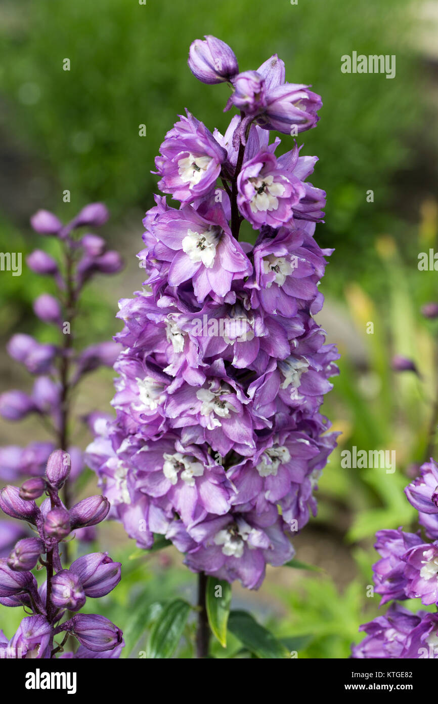 Purple Delphinium Flower in Garden Stock Photo - Alamy