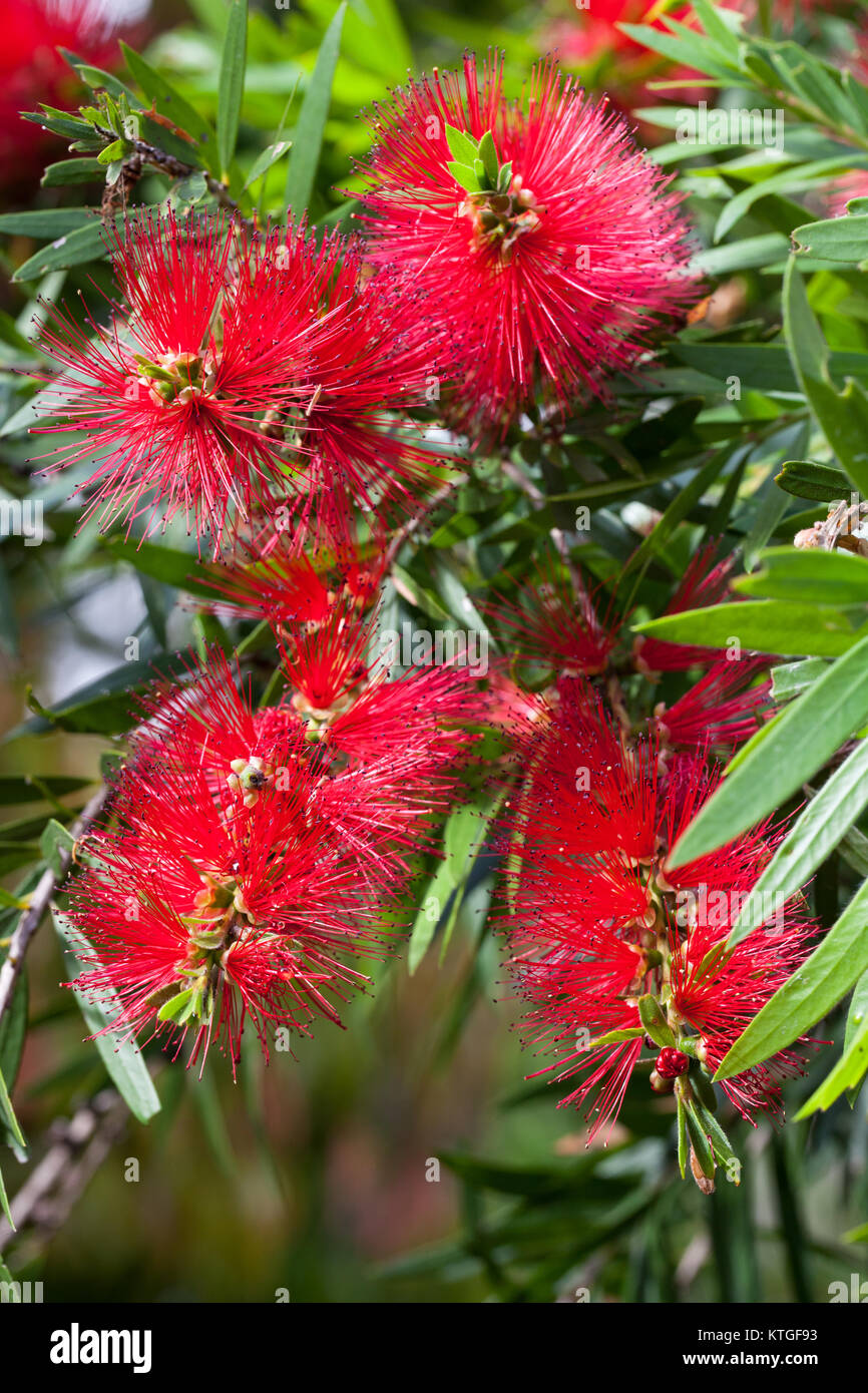 Weeping Bottlebrush (Melaleuca viminalis) flowers. Carrington ...