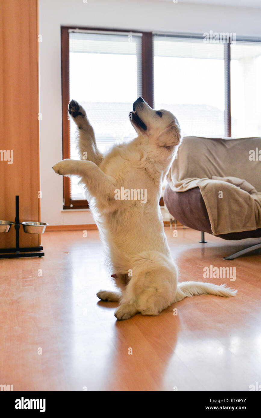 Raising Paws High Resolution Stock Photography and Images - Alamy