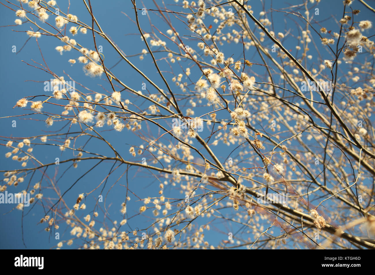 Aspen fluff hi-res stock photography and images - Alamy