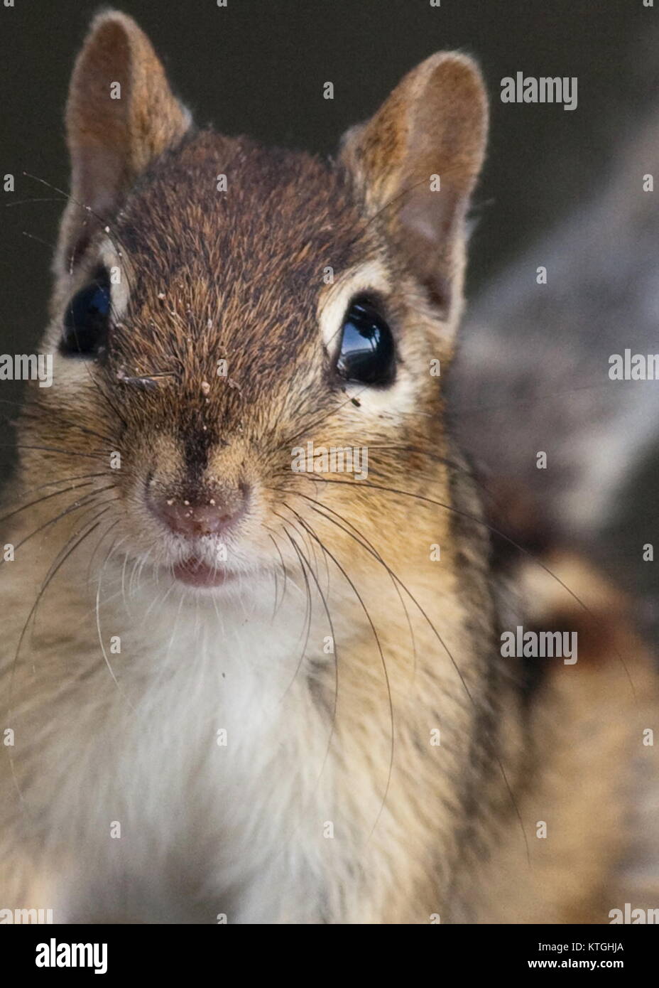 Chip n dale hi-res stock photography and images - Alamy