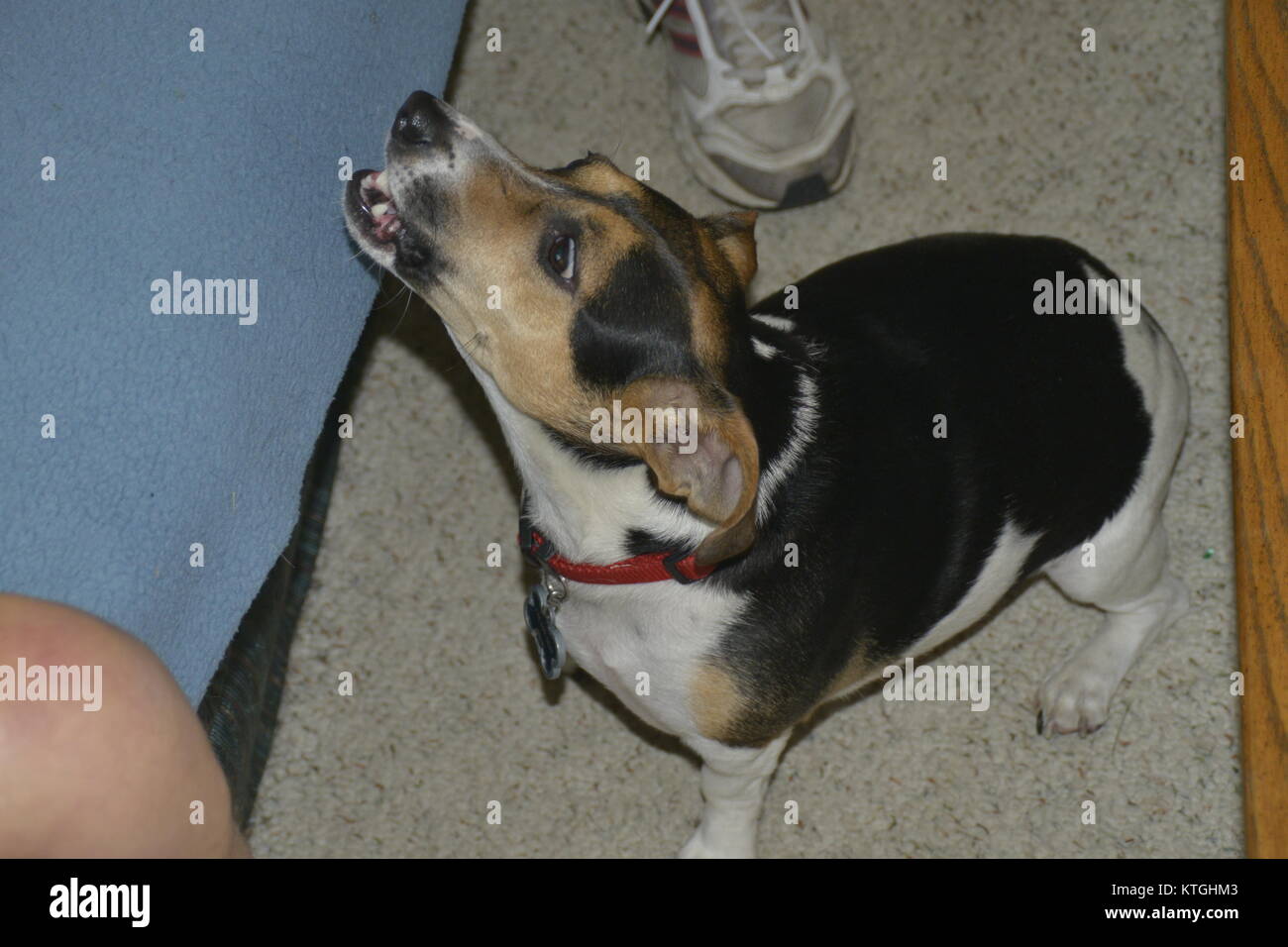 Dog barking hi-res stock photography and images - Alamy