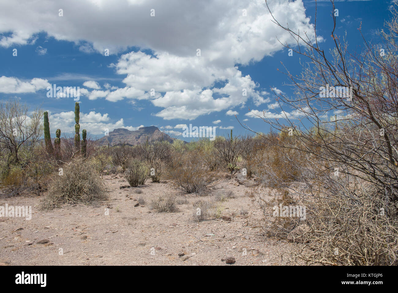 Sur desierto hi-res stock photography and images - Alamy