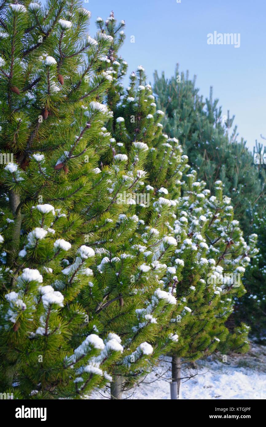 Snow Capped Pine Trees, Norway Spruce (Picea abies), Vibrant Aberdeen ...