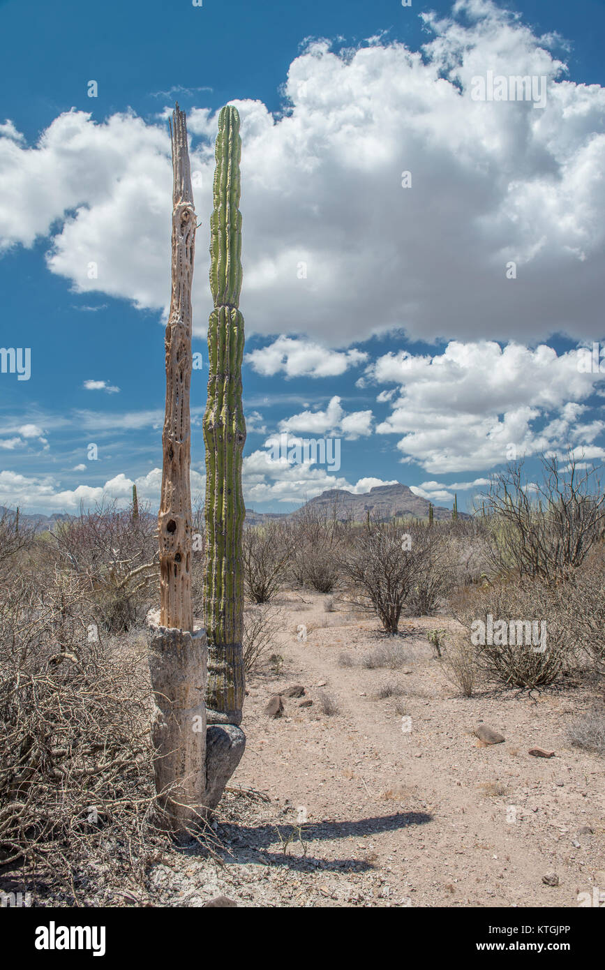 baja california sur desert, MEXICO Stock Photo - Alamy