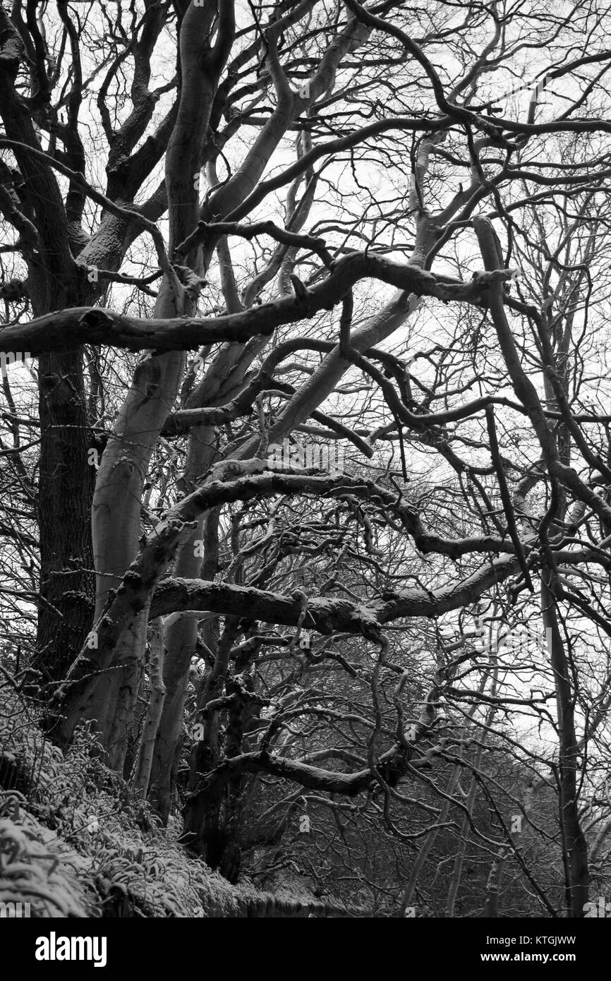 Leafless Winter Tree Skeleton, Gnarled Branches, Black and White ...