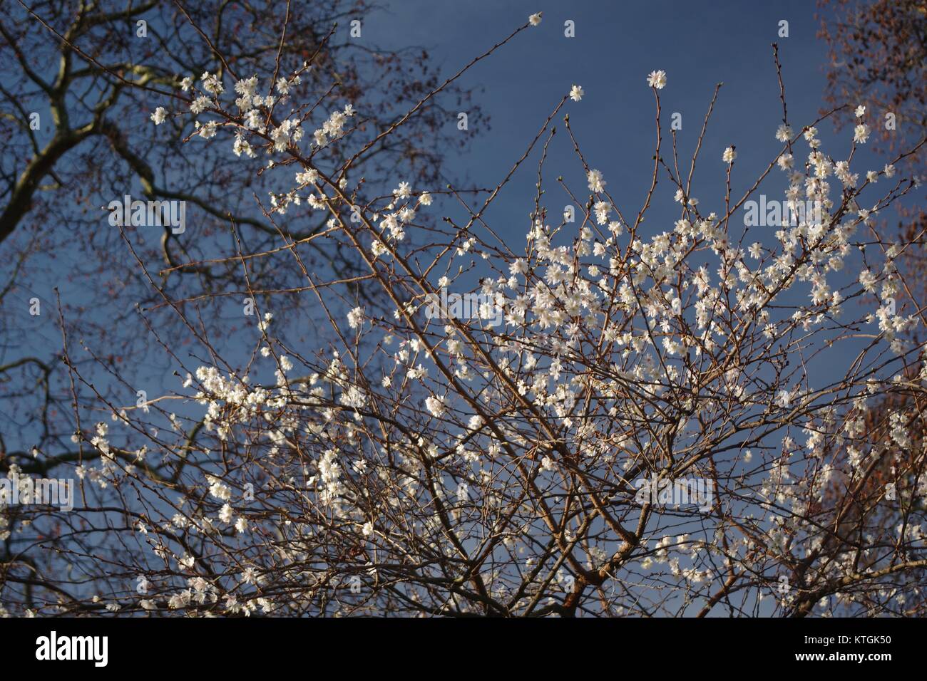 Delicate White Cherry Tree Spring Flower Blossom and London Plane Tree ...