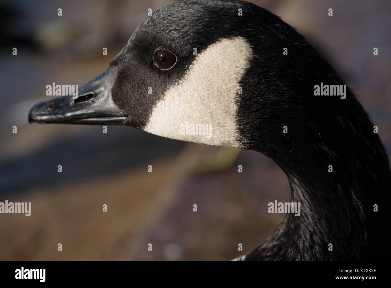 Canada Goose, Close Up of Head (Branta canadensis) The Serpentine, Hyde ...
