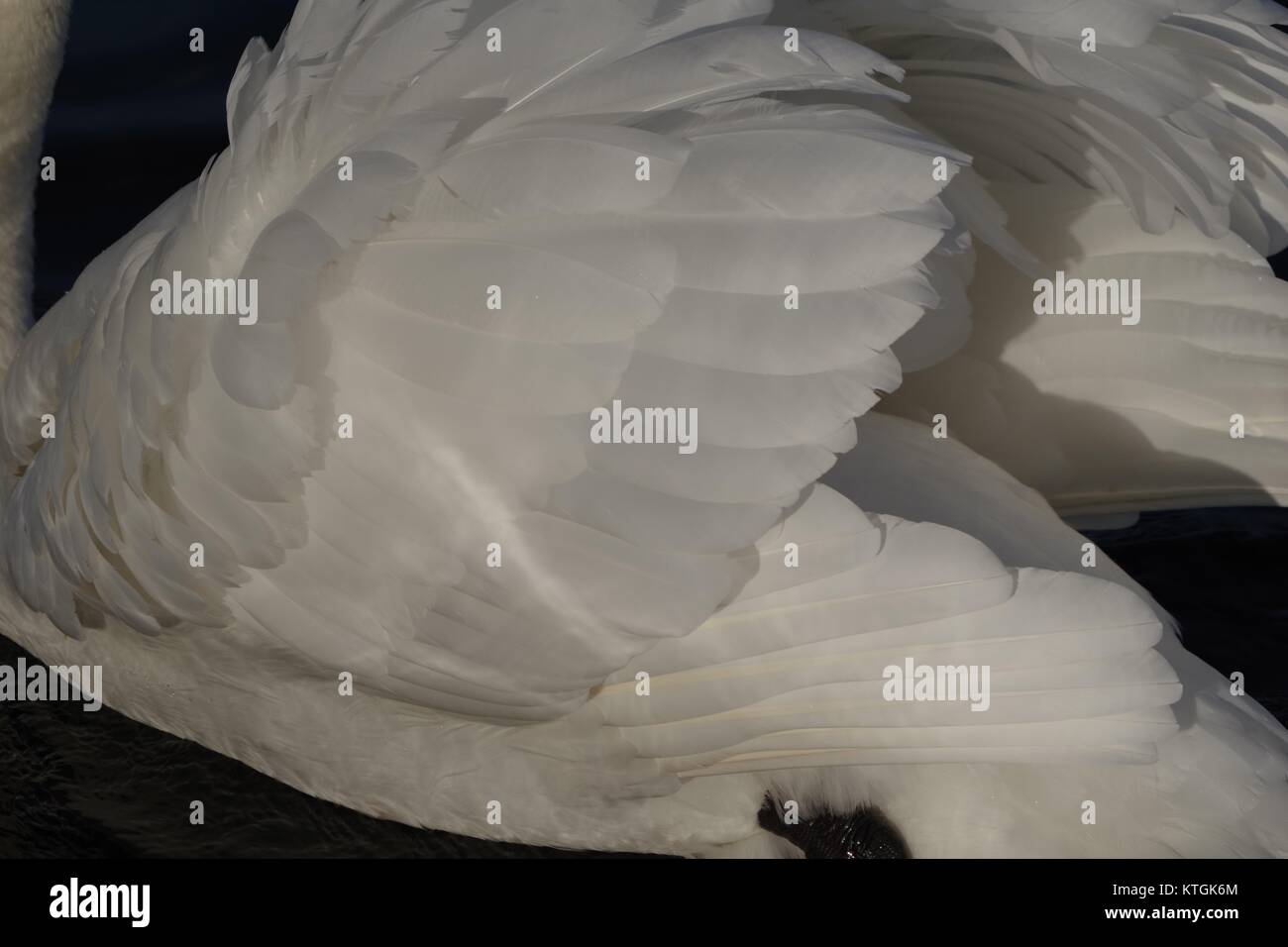 Mute Swan Busking (Cygnus olor) Wing Feather Close Up, on The ...
