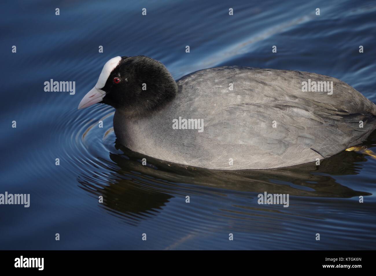 Coot Water Bird (Fulica atra) Swimming on The Serpentine, Hyde Park ...