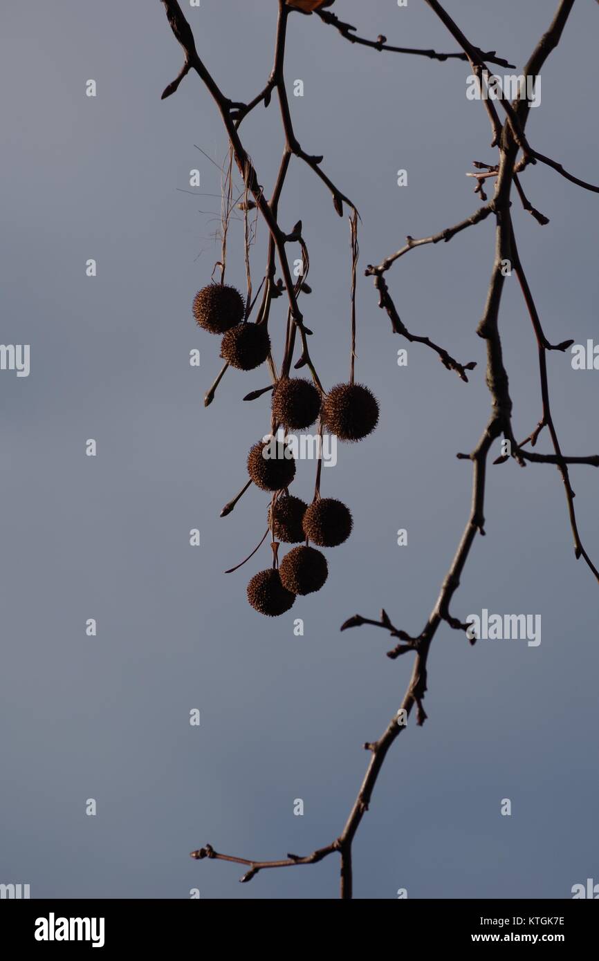 London Plant Tree (Platanus x hispanica) Dangling Seedballs and Elegant ...
