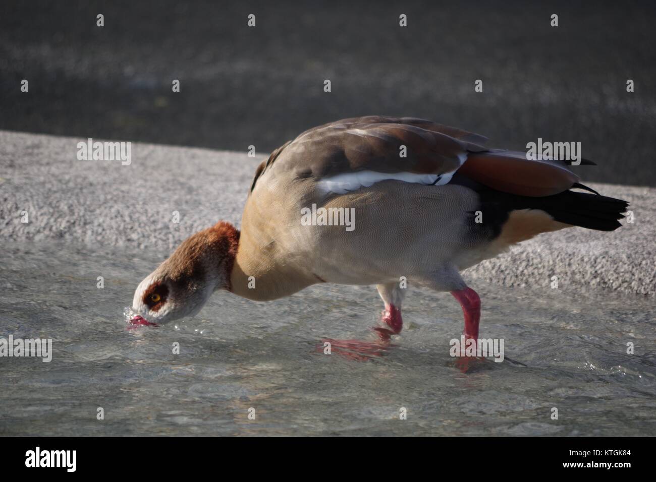Drinking fountain hyde park hi-res stock photography and images - Alamy