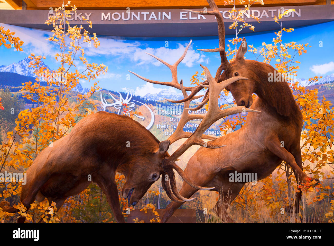 Entryway elk, Elk Country Visitor Center, Missoula, Montana Stock Photo ...