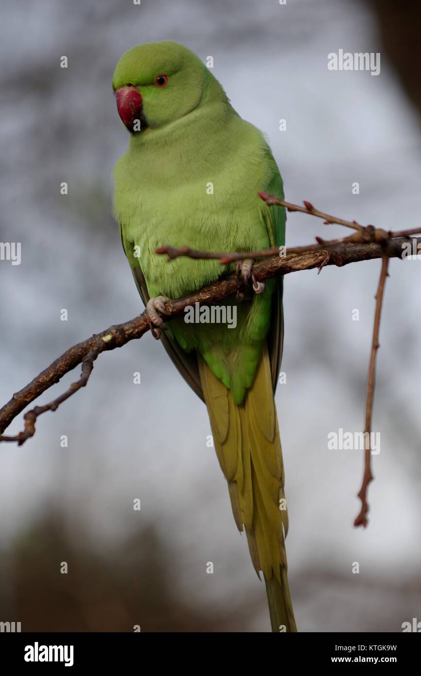 Feeding parakeets in hyde park hi-res stock photography and images - Alamy