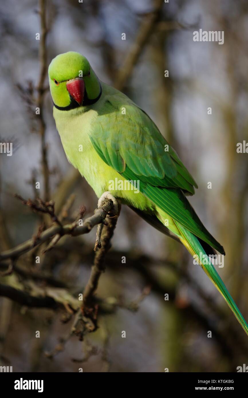 Feeding parakeets in hyde park hi-res stock photography and images - Alamy