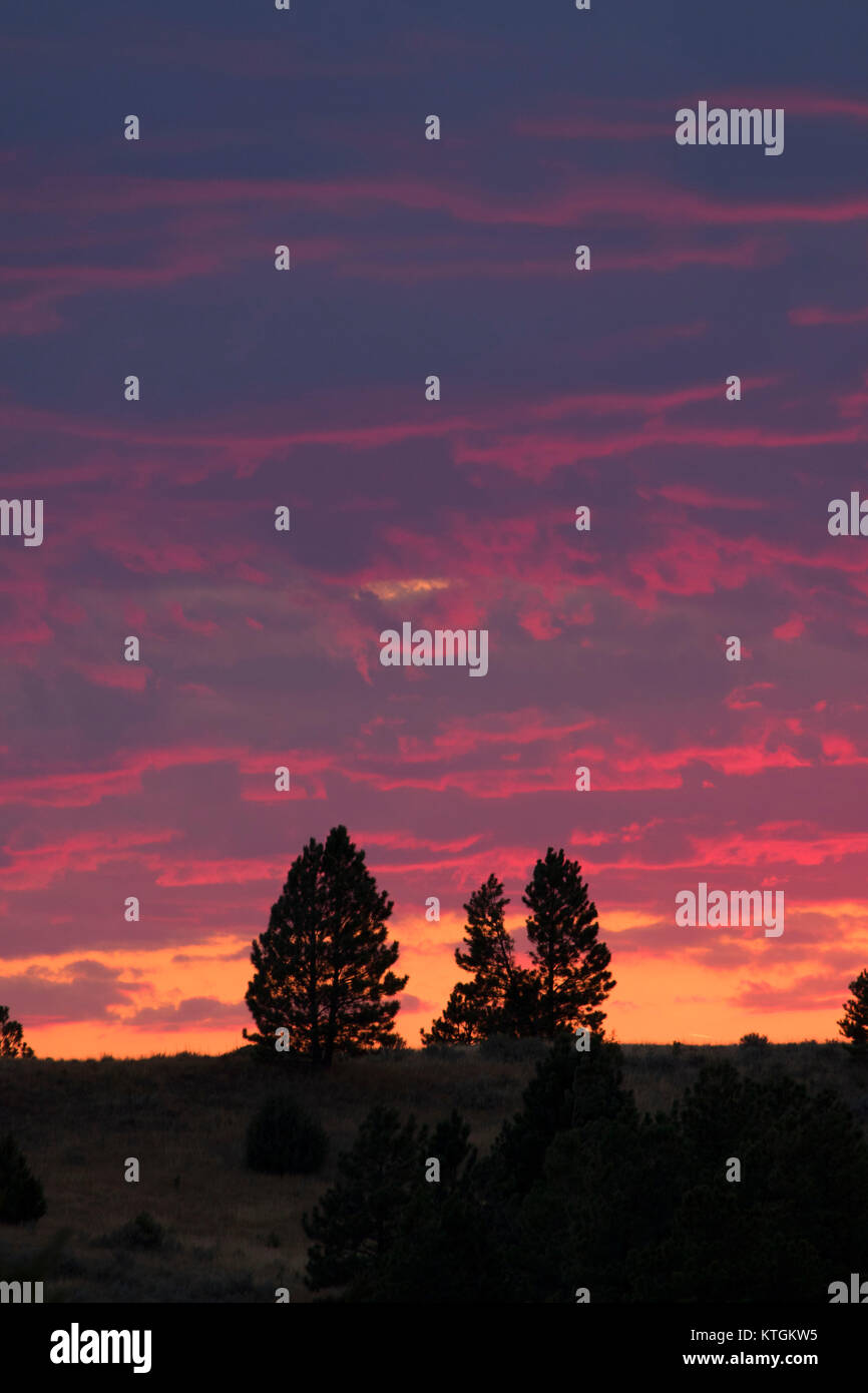Juniper sunset, Makoshika State Park, Montana Stock Photo - Alamy
