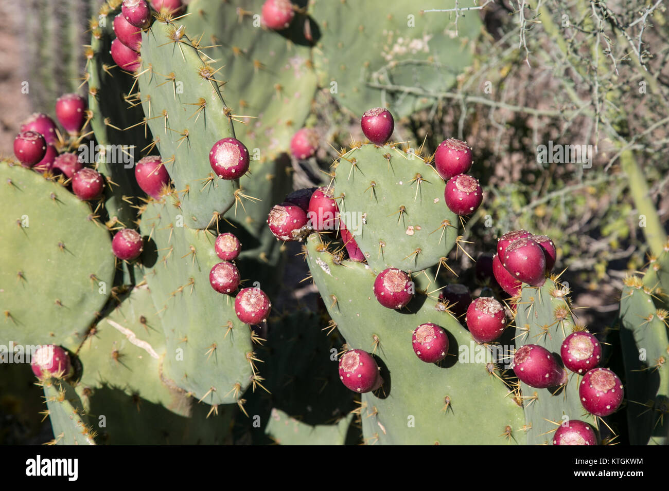 Cacti in Arizona, the USA Stock Photo - Alamy