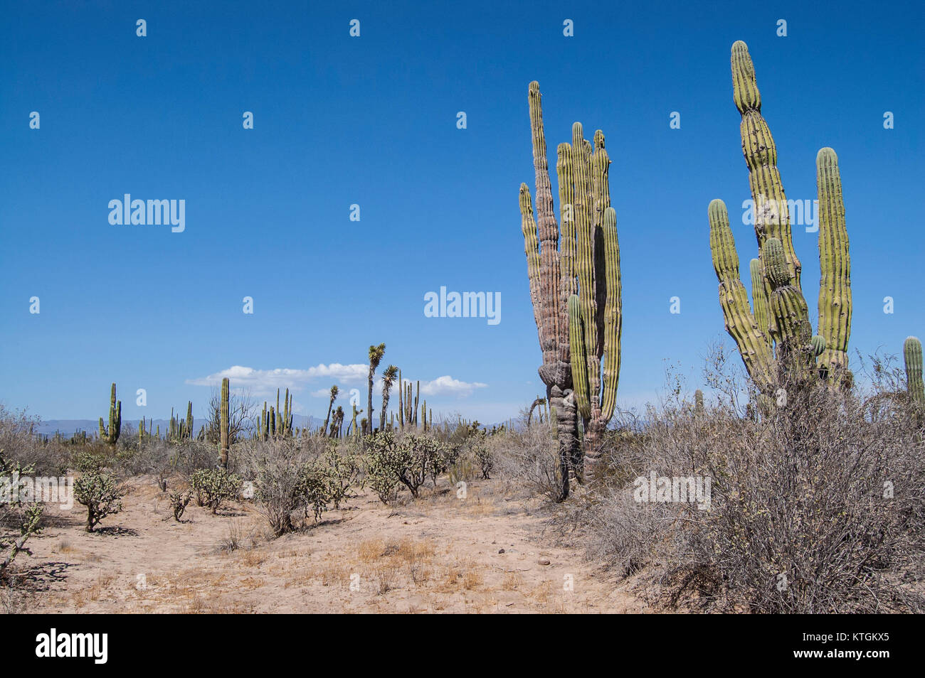 landscapes of baja california and baja california sur desert, MEXICO ...