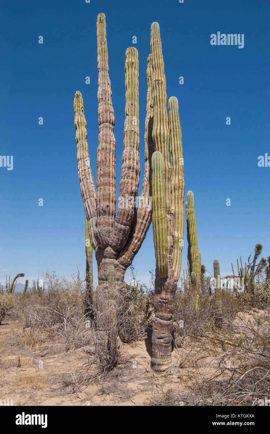 landscapes of baja california and baja california sur desert, MEXICO ...