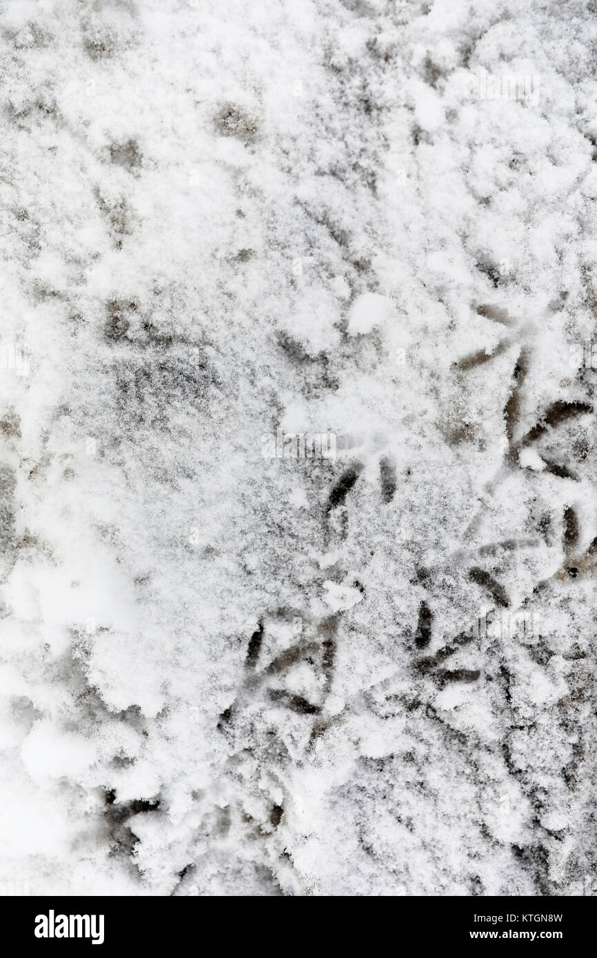 Footprints in the snow. Footprints on the first snow. Imprint of shoes ...