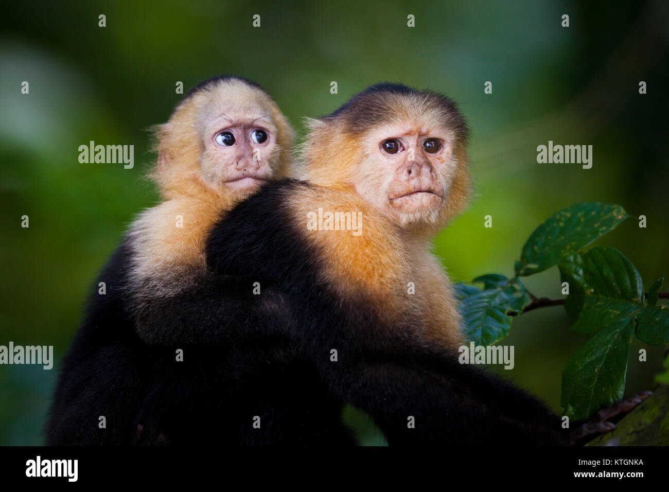 White-faced Capuchin, Cebus imitator, mother and child in Soberania ...