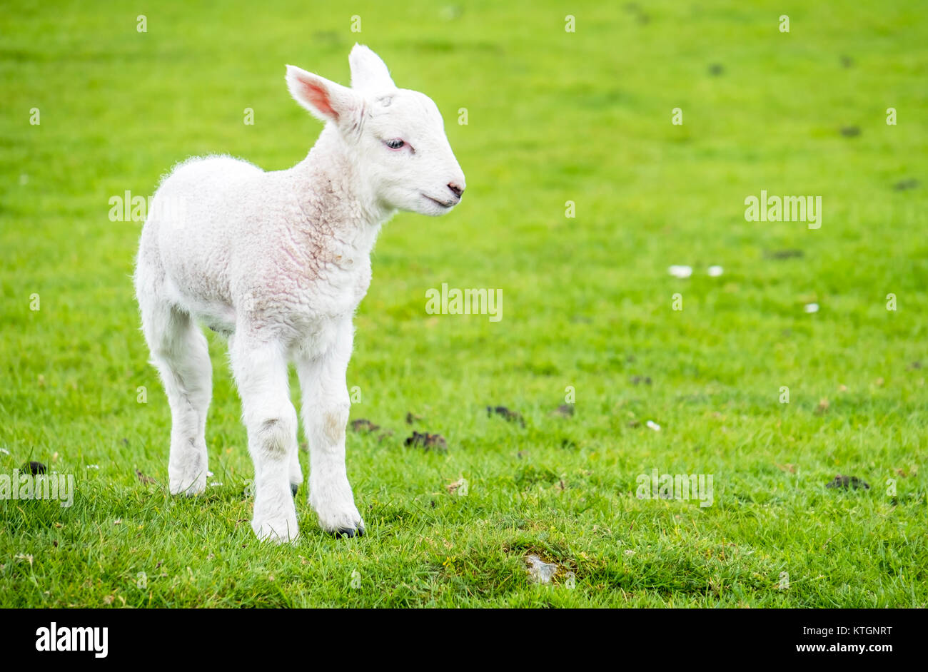 Cute little lamb dwelling in the green beautiful Scottish fields Stock ...
