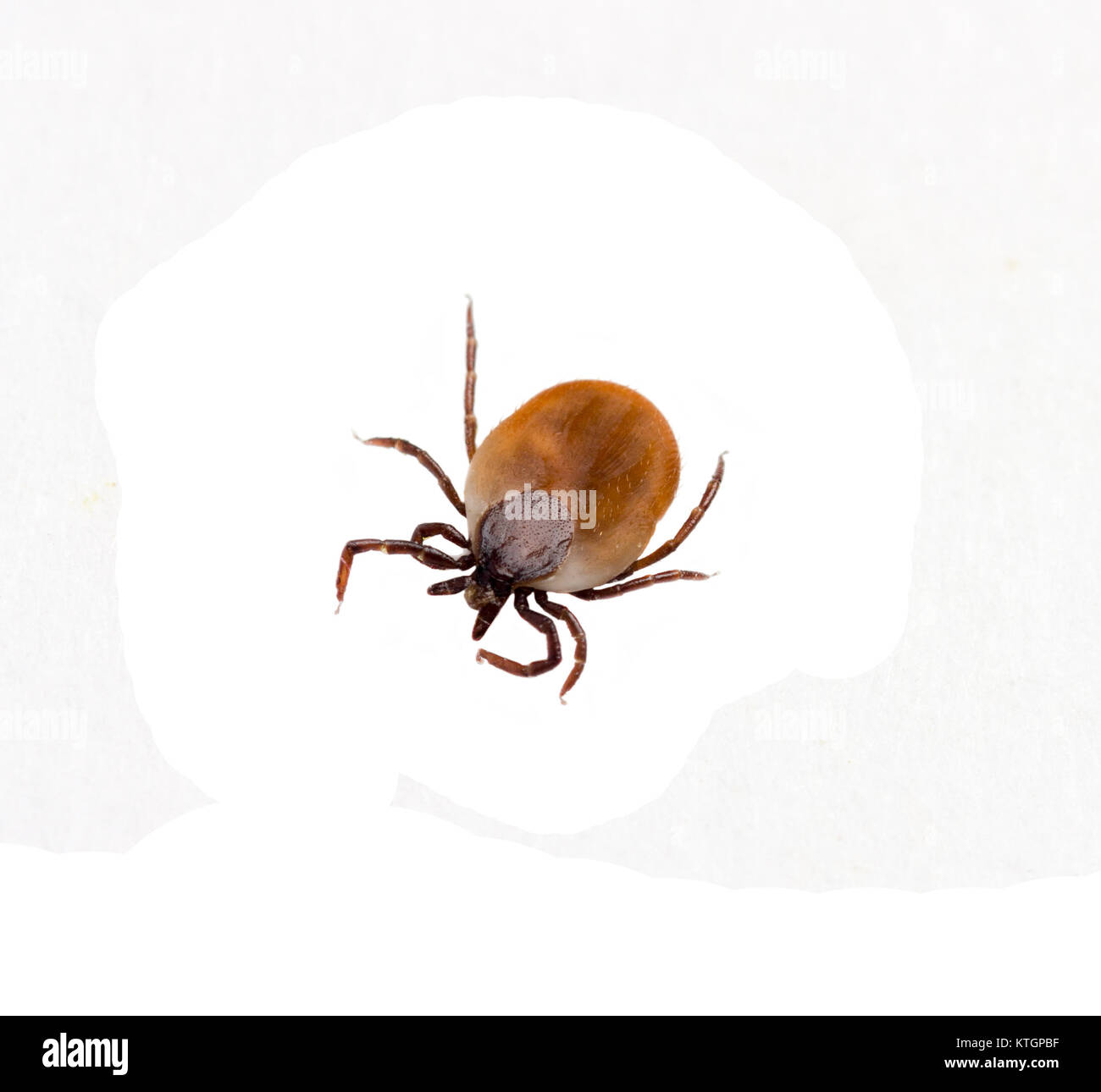 insect tick isolated on white background, top view Stock Photo - Alamy