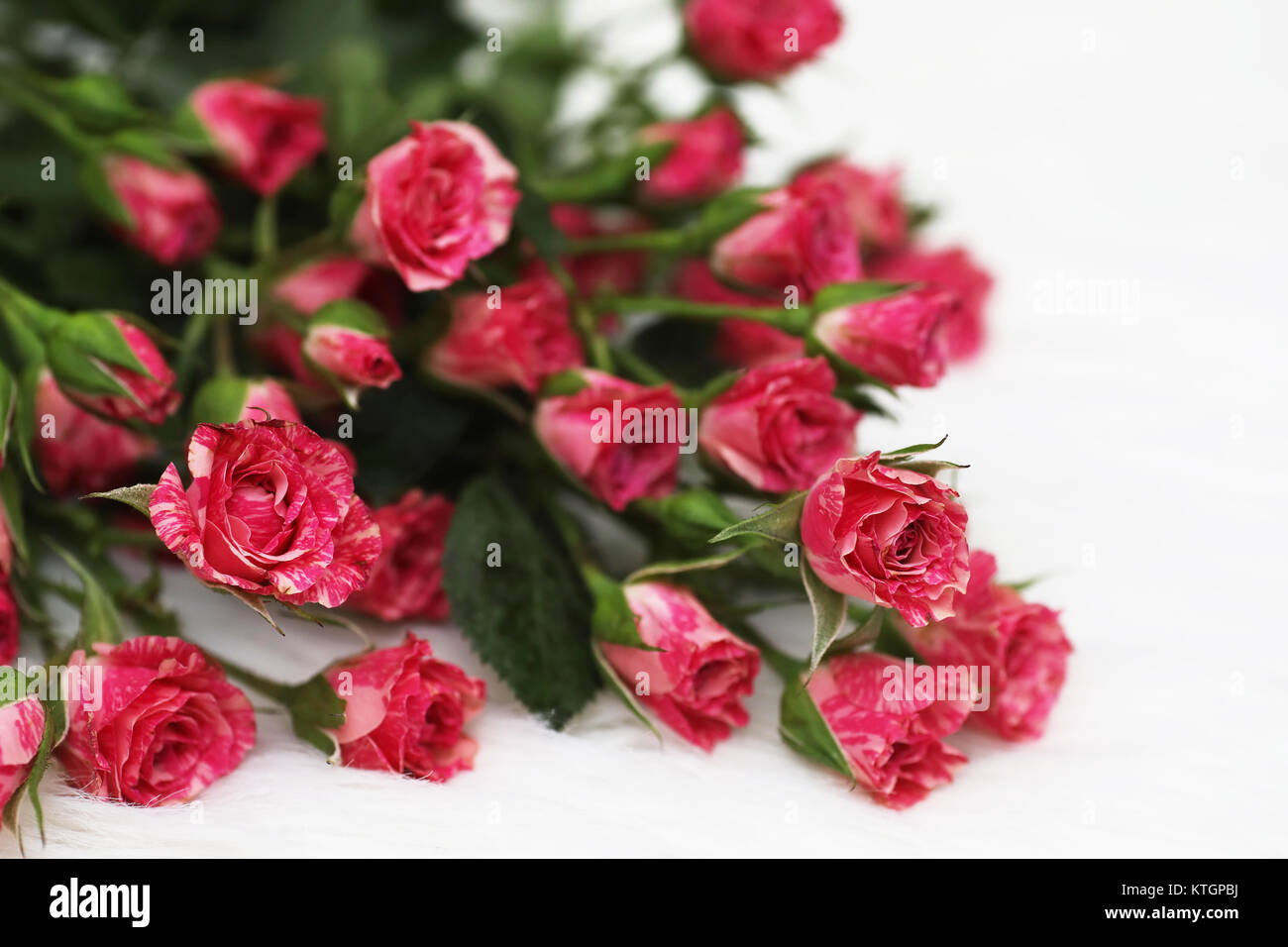 Bouquet of red roses on white background Stock Photo - Alamy