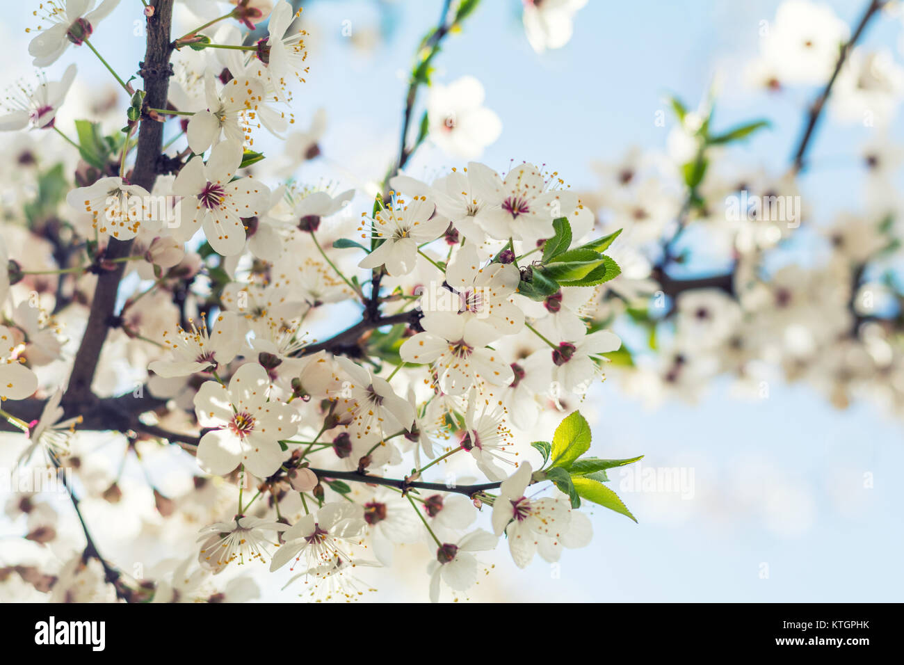 Spring background art with white cherry blossom. Beautiful nature scene ...