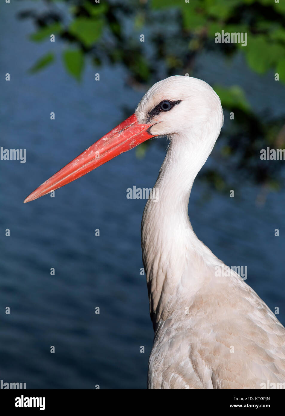 Stork bird view hi-res stock photography and images - Alamy