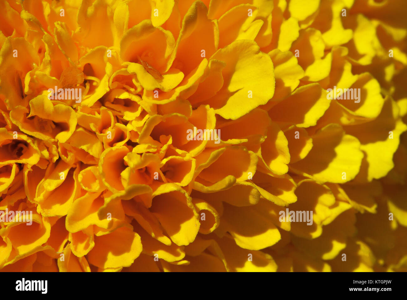Marigold texture hi-res stock photography and images - Alamy