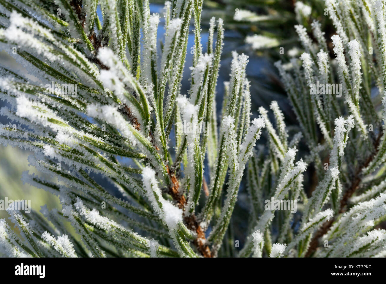 Winter branch tree close up hi-res stock photography and images - Alamy