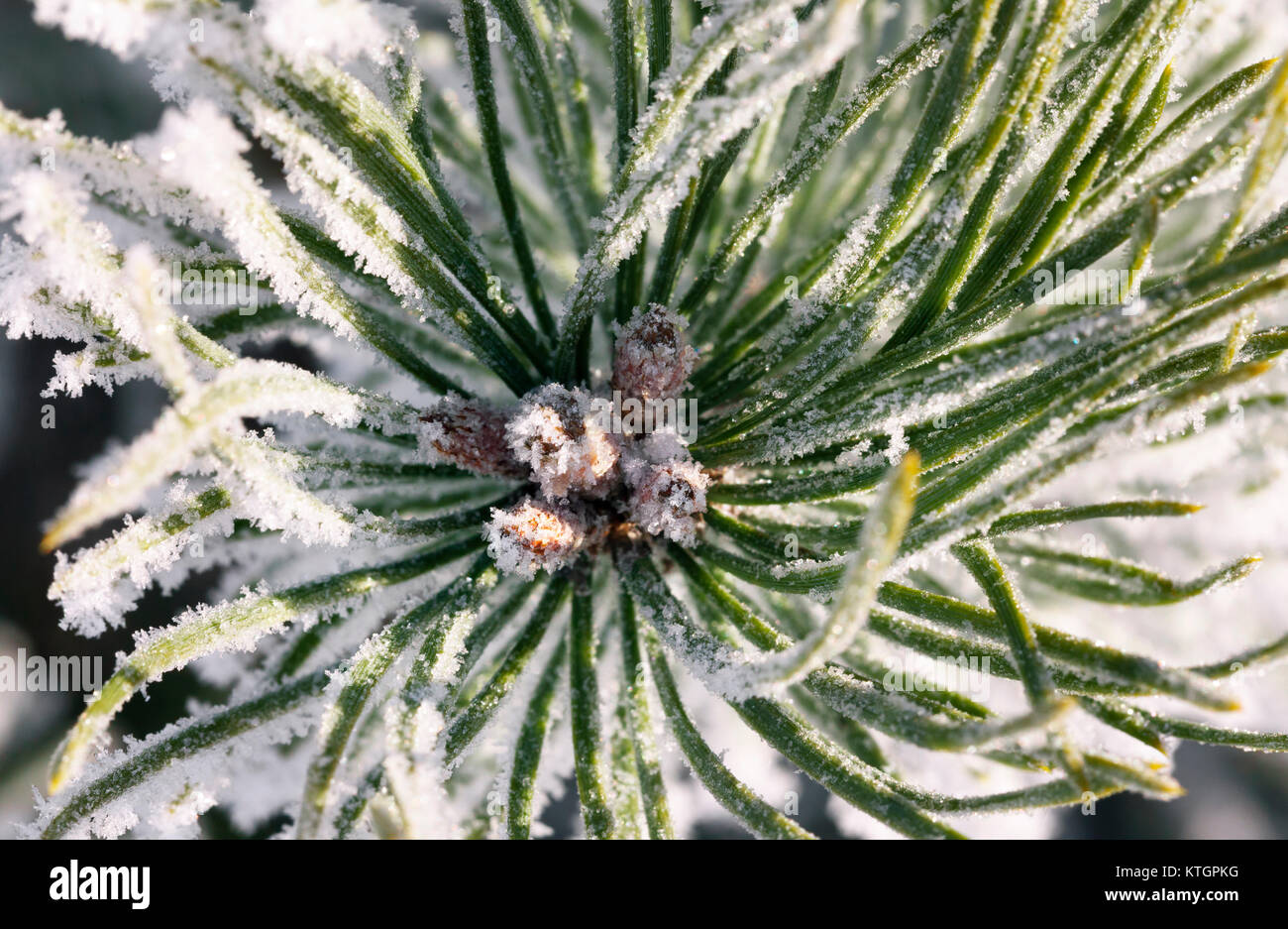 Winter branch tree close up hi-res stock photography and images - Alamy