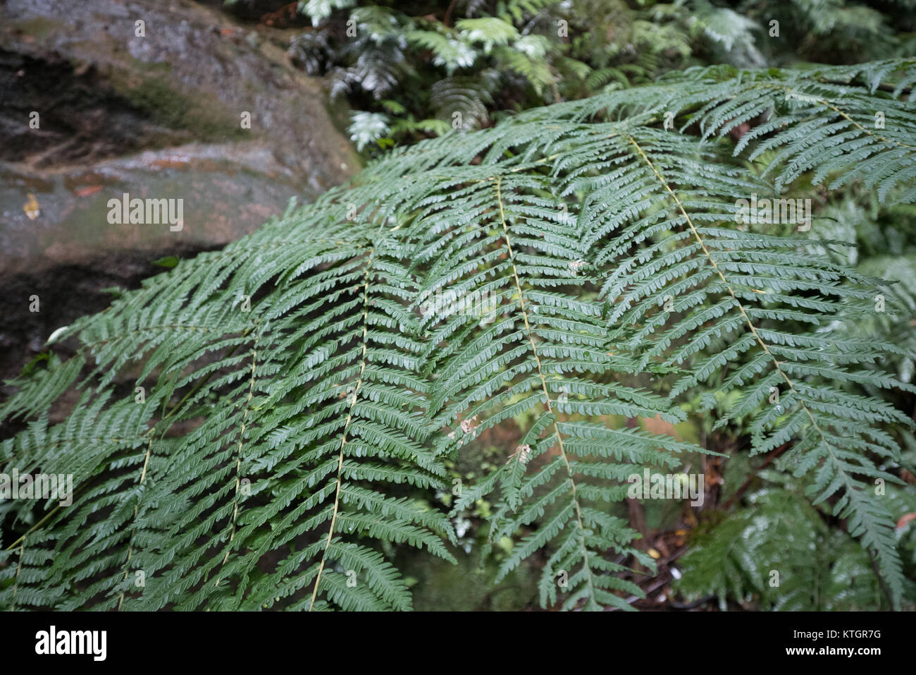 Australian tree fern hi-res stock photography and images - Alamy
