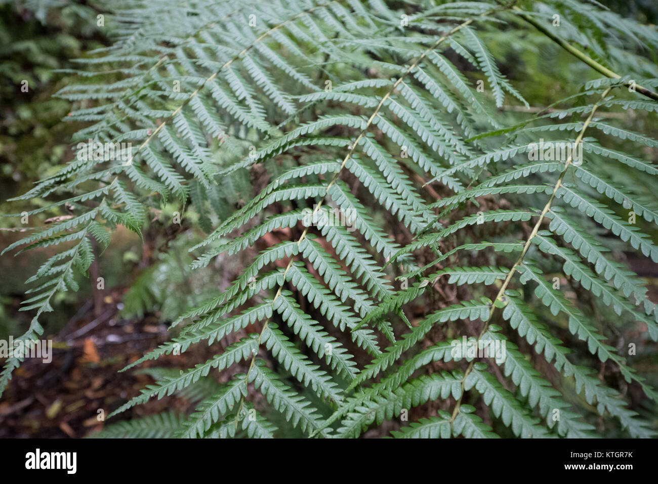 Australian tree fern hi-res stock photography and images - Alamy