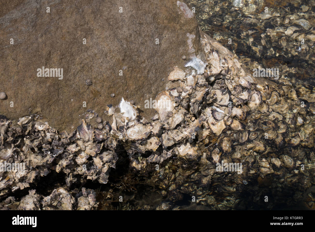 creatures sticking on rocks of a sea shore Stock Photo - Alamy