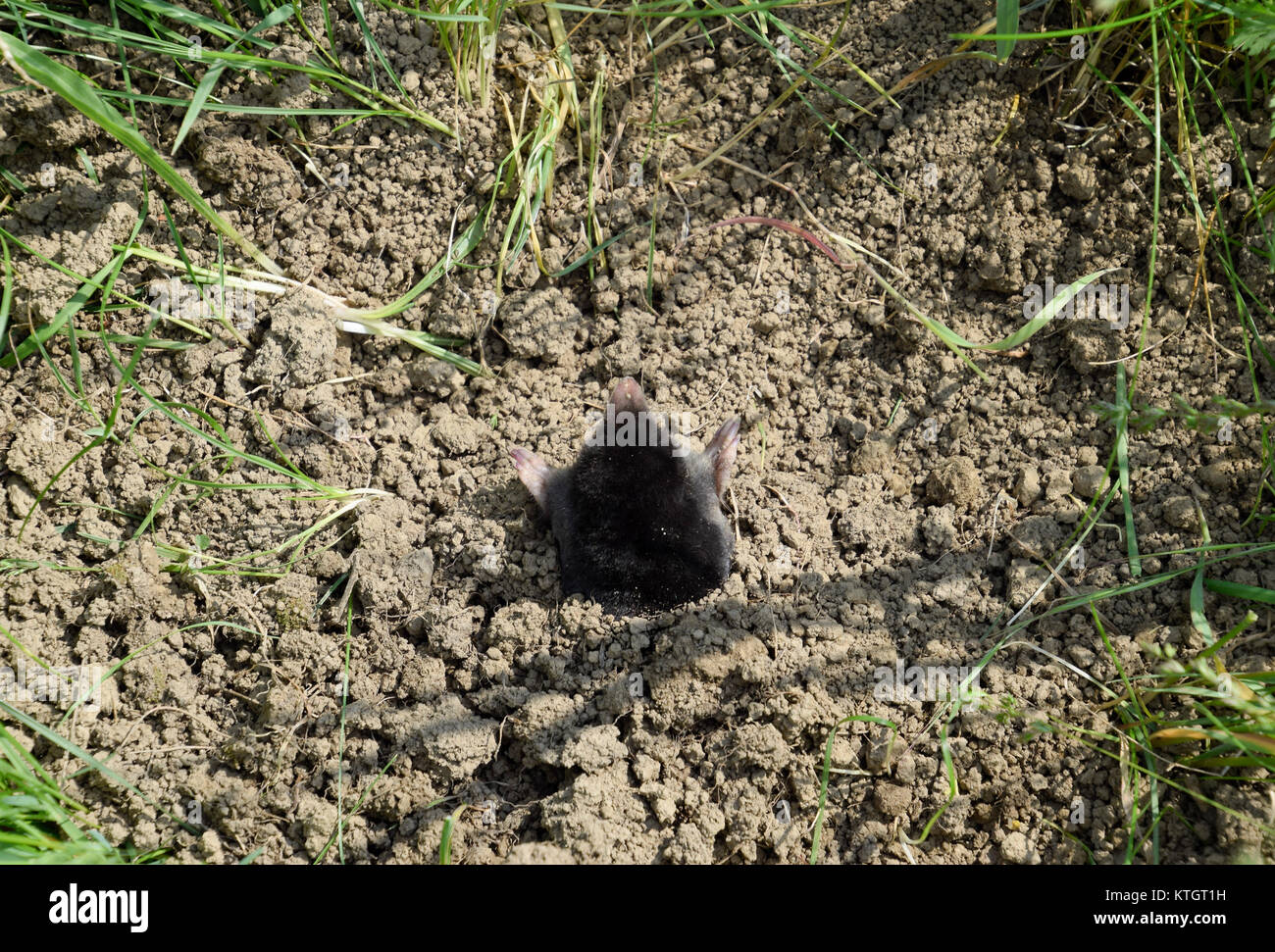 mole climbs out of the hole. Black mole. A mound of earth from a mole ...