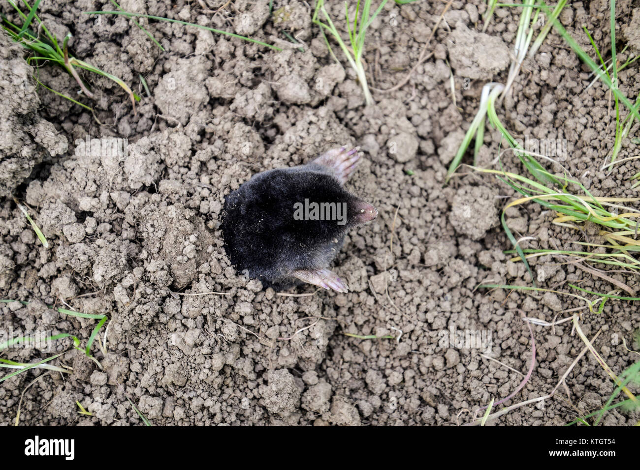 mole climbs out of the hole. Black mole. A mound of earth from a mole ...