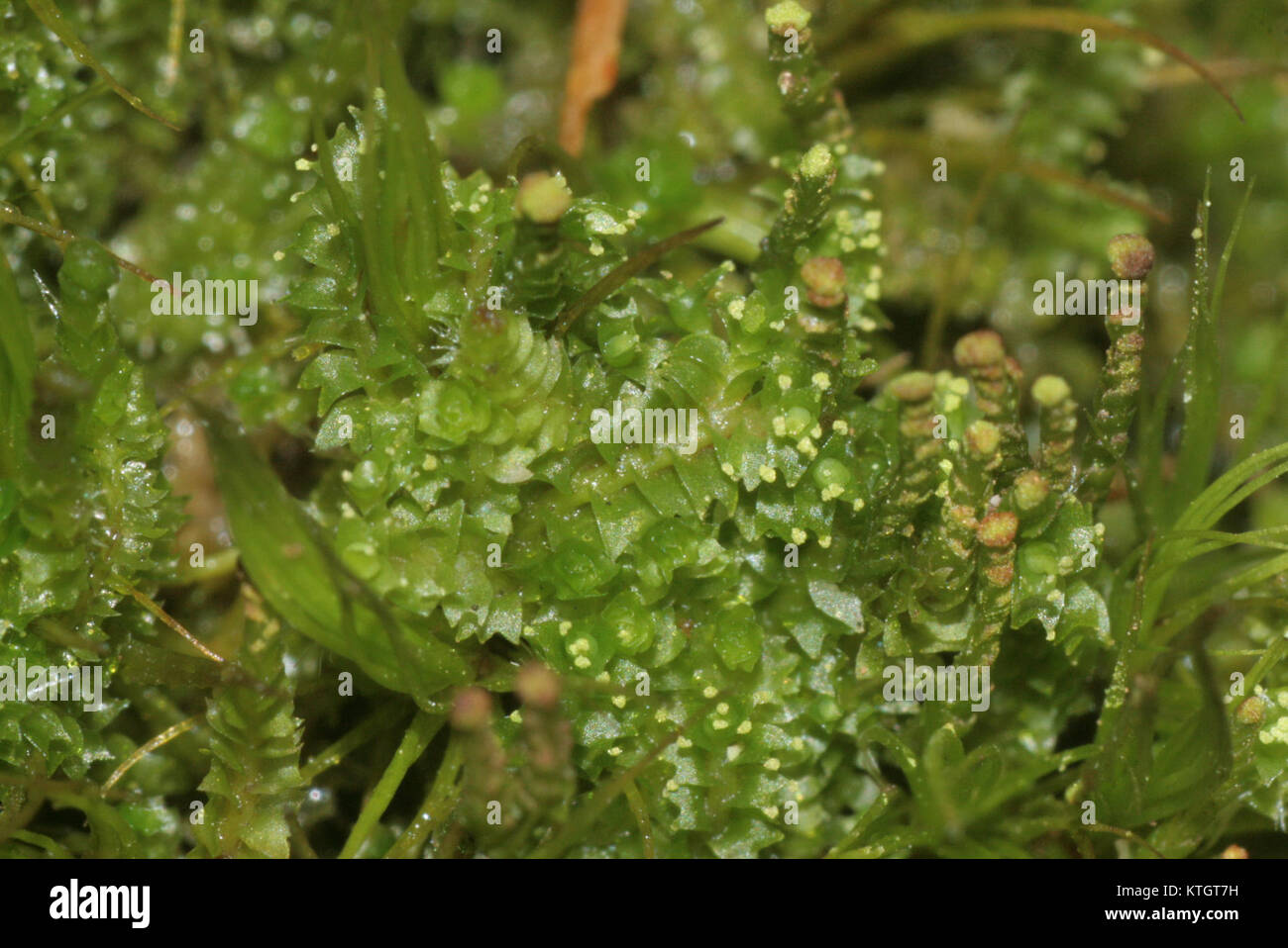 Jubulaceae hi-res stock photography and images - Alamy