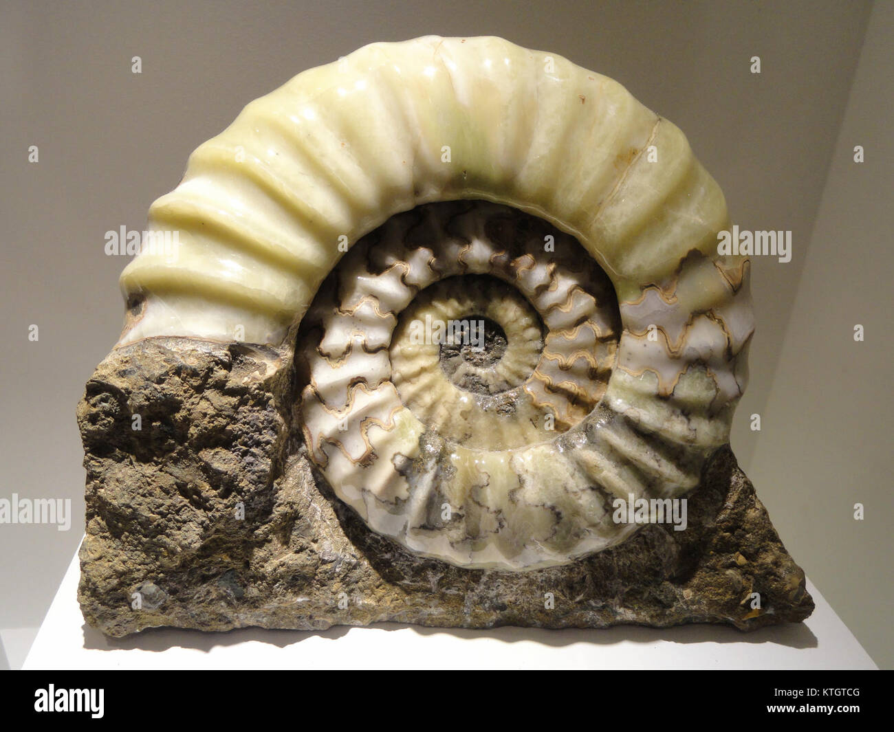 Asteroceras is an extinct genus of ammonite from the Early Jurassic ...