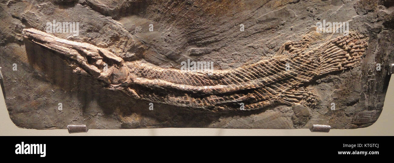 *Atractosteus strausi*, also known as the gar fish, from the Eocene ...