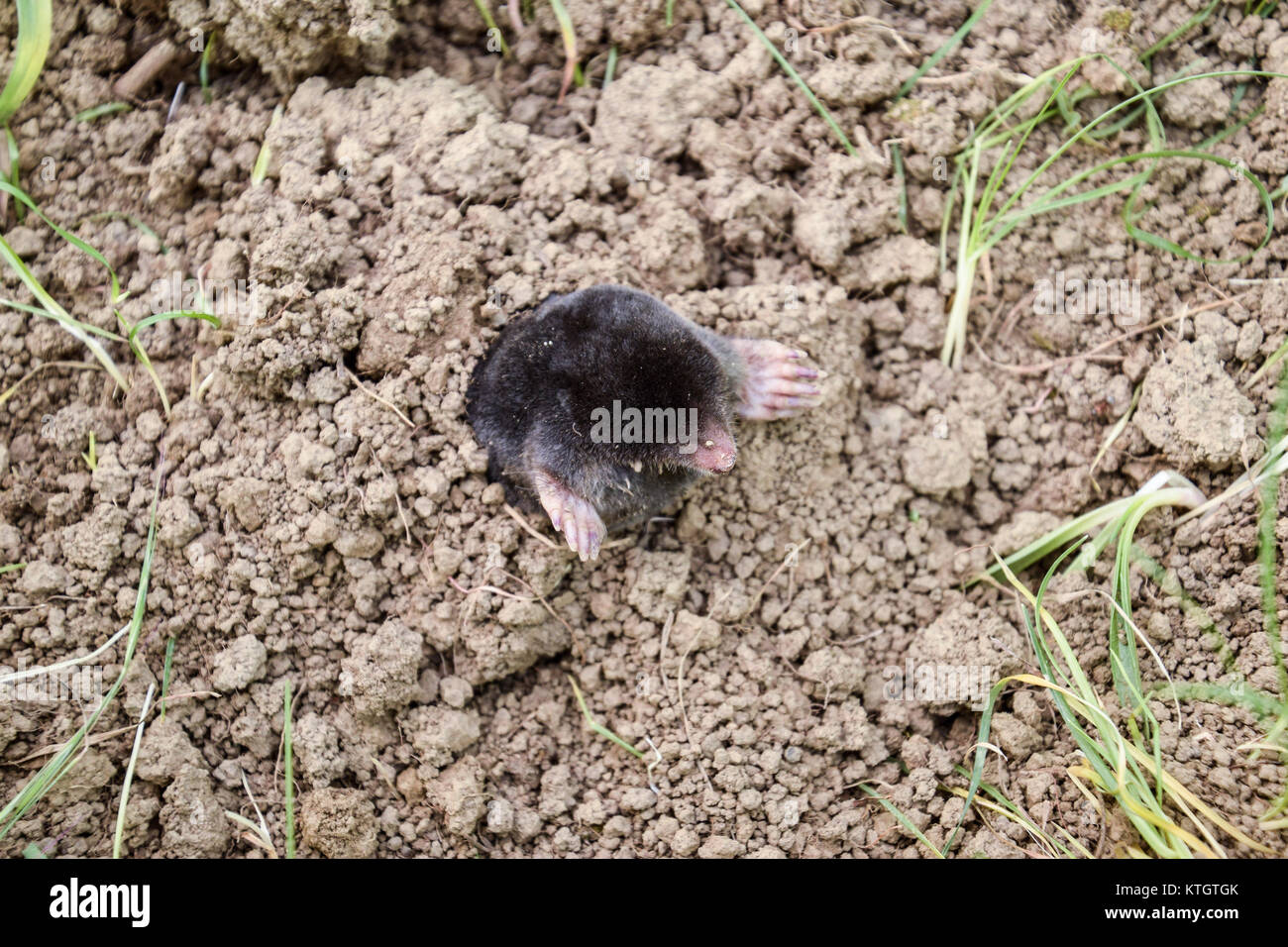 mole climbs out of the hole. Black mole. A mound of earth from a mole ...
