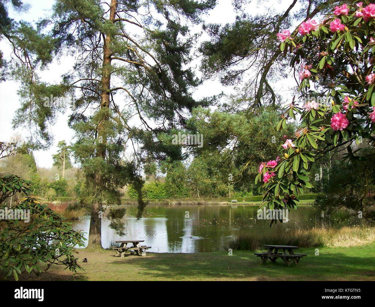 Bedgebury Pinetum is a renowned arboretum located in Kent, England ...