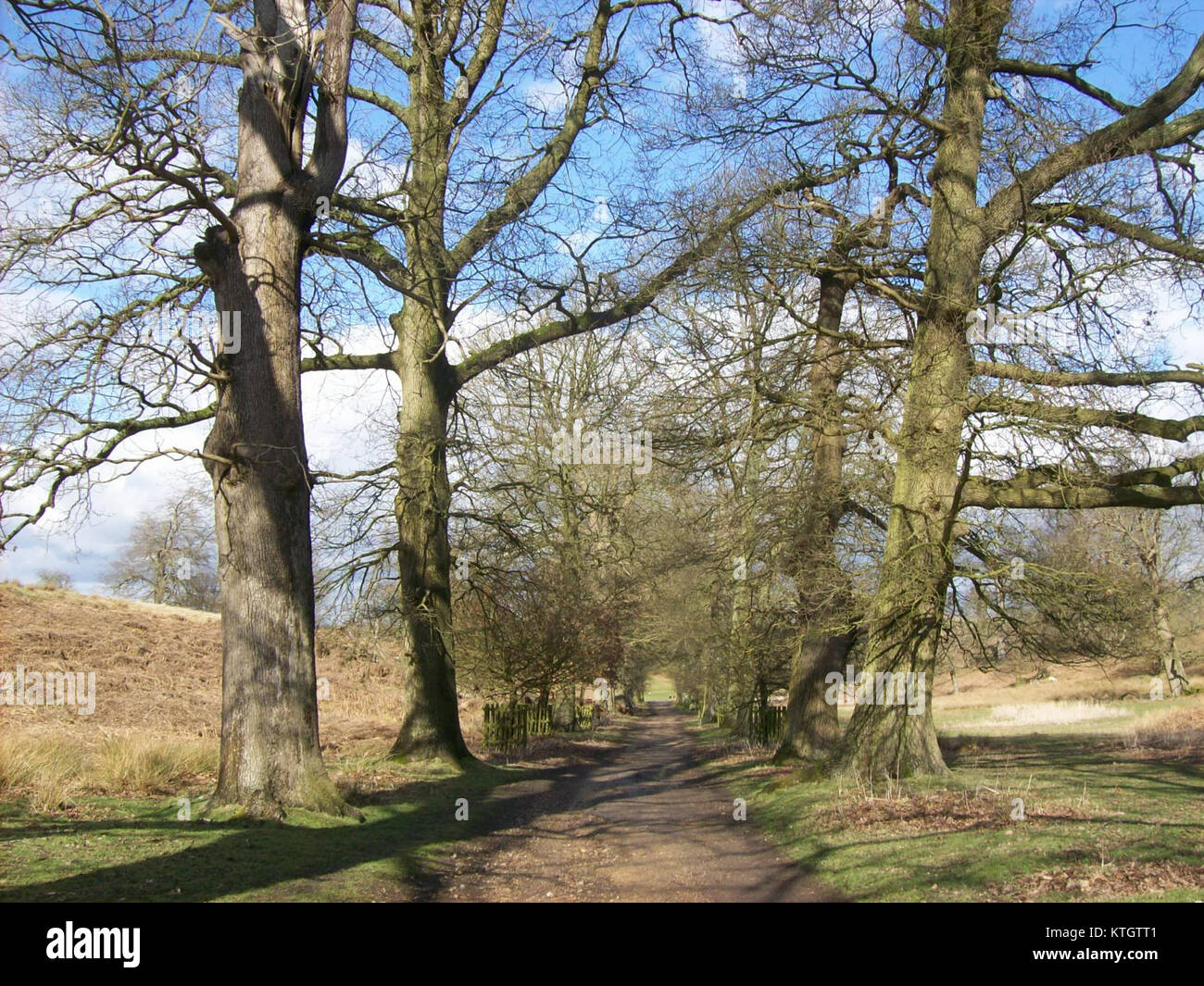 The Avenue at Knole is a scenic pathway leading through the historic ...