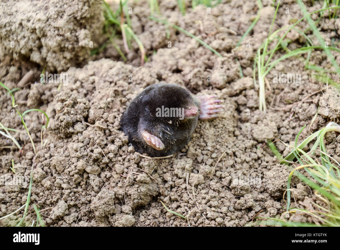 mole climbs out of the hole. Black mole. A mound of earth from a mole ...